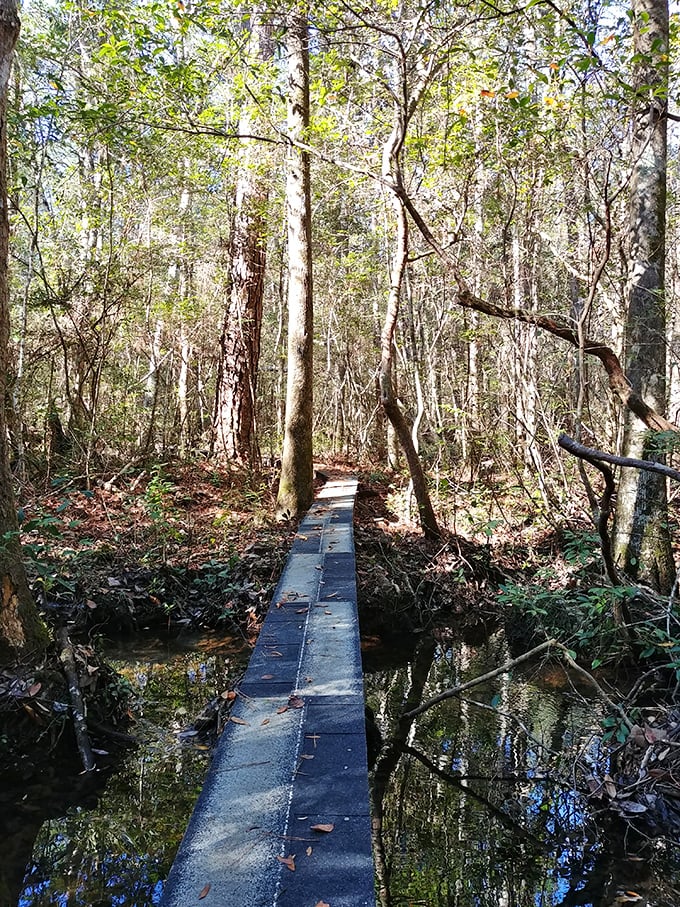 This wooden boardwalk through Florida's wild side offers more plot twists than a mystery novel, with none of the papercuts.