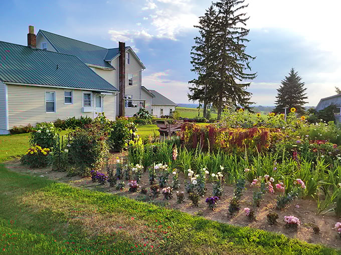 Gardens here aren't just decorative &ndash; they're edible masterpieces. This explosion of color provides both beauty and bounty for the practical Amish household.