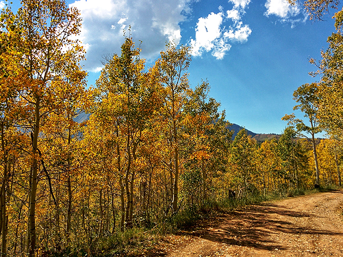 A dirt path through golden aspens beckons like nature's yellow brick road, promising adventures more memorable than any Emerald City.
