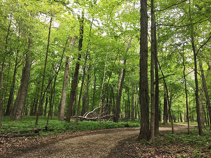 Cathedral of oaks and maples where the admission fee is simply your presence. The sermon? Pure, unfiltered tranquility.