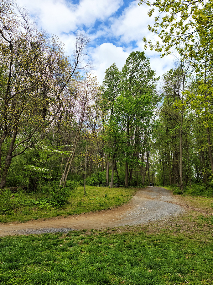 The trail whispers, "This way to tranquility." Dappled sunlight creates nature's own stained glass effect on this inviting woodland path.
