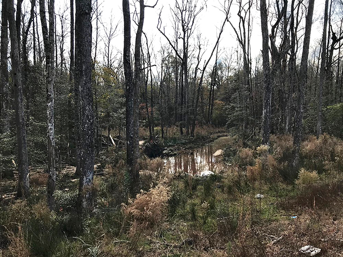 Winter's bare branches create nature's own watercolor painting. The muted palette speaks volumes in this quiet corner of the park.
