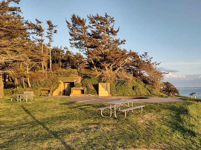 Fort Ebey's concrete bunkers now defend nothing but your right to an incredible picnic spot. Those wind-sculpted trees have seen some things.