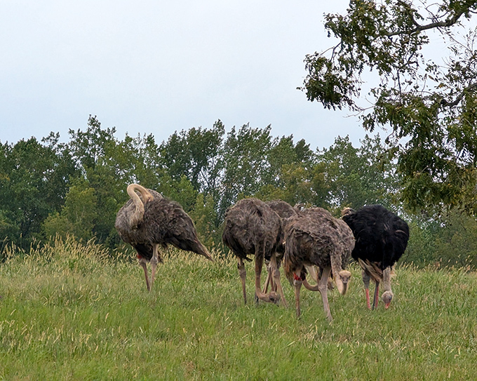 Plot twist: rural Georgia has ostriches now, and they're just casually vibing like they own the place.