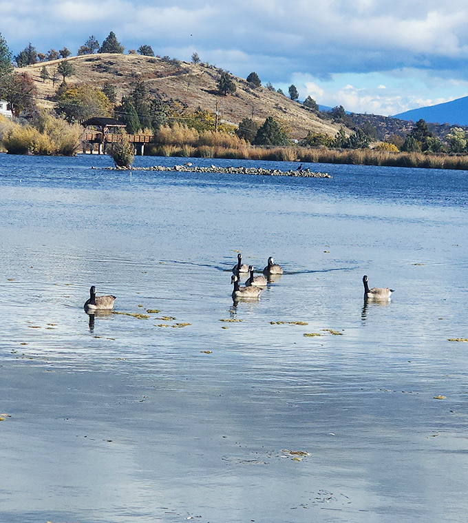 Geese patrol Greenhorn Park Reservoir like feathered security guards. They don't check IDs, but they will judge your bread choices.