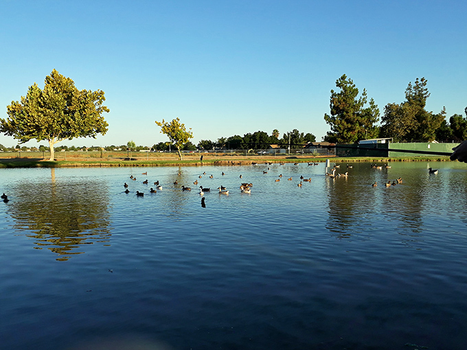 Nature's perfect mirror&mdash;Hidden Valley Park's pond reflects both clouds and contentment while providing waterfront property for dozens of ducks with excellent taste in real estate.