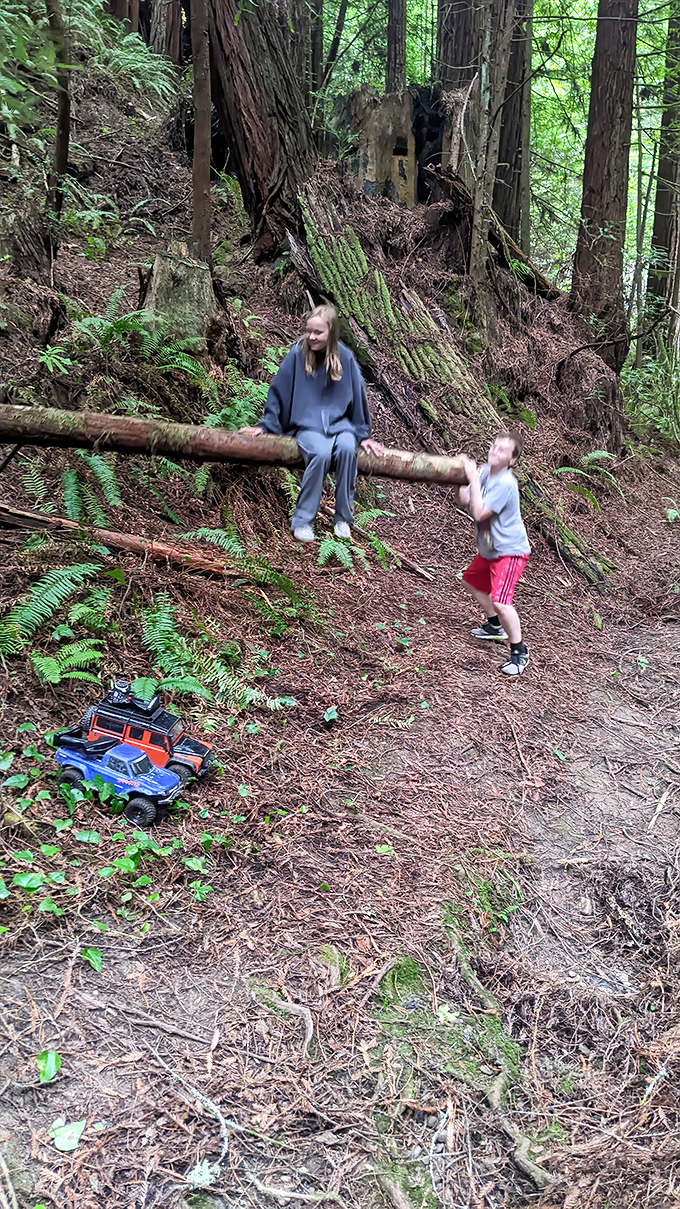 Redwood adventures await just minutes from downtown, where fallen logs become natural playgrounds for the young at heart.