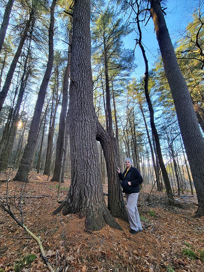 Ancient trees in Stockbridge's forests stand like wise elders, offering shade and perspective to those who wander beneath their canopy.