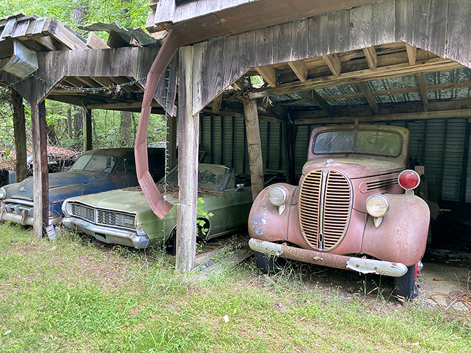 These retired beauties found shelter in their golden years. A pink '38 Ford and green Galaxie share stories of highways traveled in their wooden retirement home.
