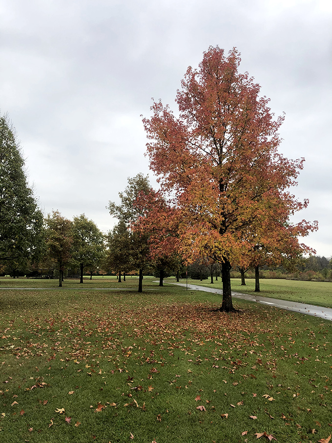 Fall paints Kyle Park in fiery hues, where this magnificent maple stands like nature's own fireworks display frozen in mid-explosion.
