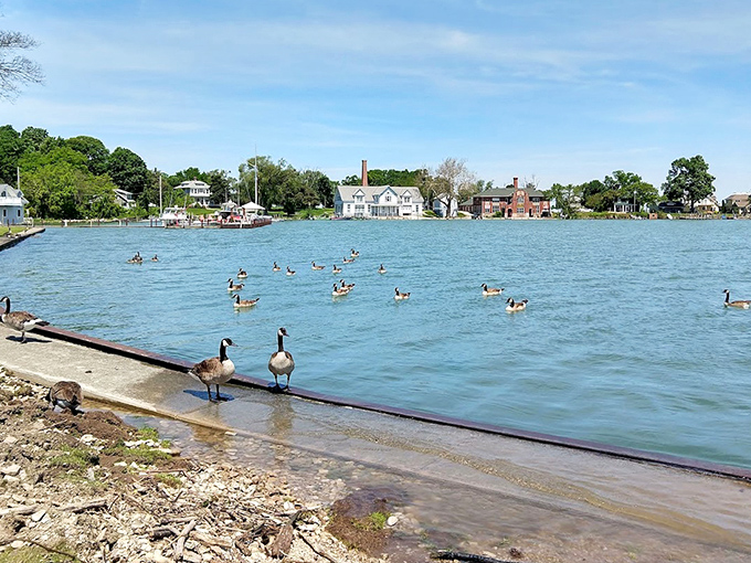 The local waterfowl have clearly gotten the memo&mdash;this is prime lakefront real estate where even geese stop to admire the view.