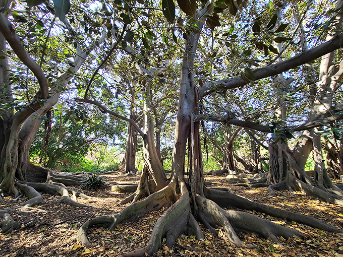 These ancient banyan trees with their sprawling roots look like they're plotting to slowly reclaim the garden. Nature's patient revolution.