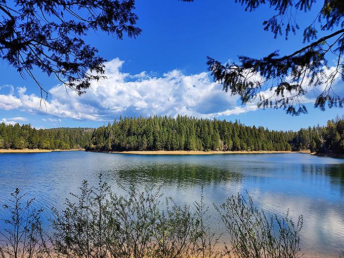 Pine forests stretch endlessly here, proving that California's greatest luxury is still space to think without interruption.