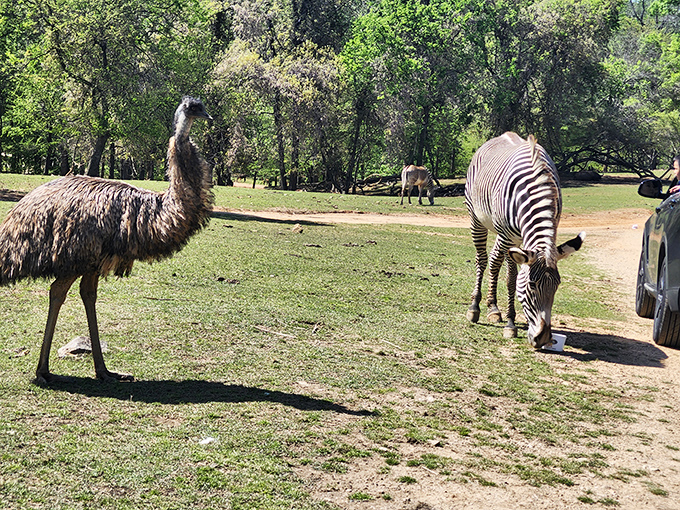 At Lazy 5 Ranch, zebras and emus coexist like unlikely roommates in a sitcom about animal friendship that writes itself.