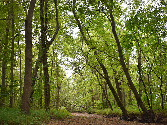 Dappled sunlight filters through a cathedral of trees, creating a woodland sanctuary where time slows to match your footsteps.