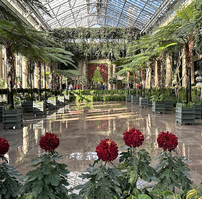 Indoor jungle paradise where tropical dreams come true. Red dahlias stand guard while towering palms create a cathedral-like atmosphere that whispers, "shoes optional."