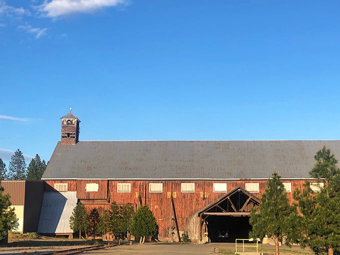 This weathered barn at McCloud Millworks stands as a rustic reminder of the town's lumber legacy, its timbers telling tales of California's industrial past.