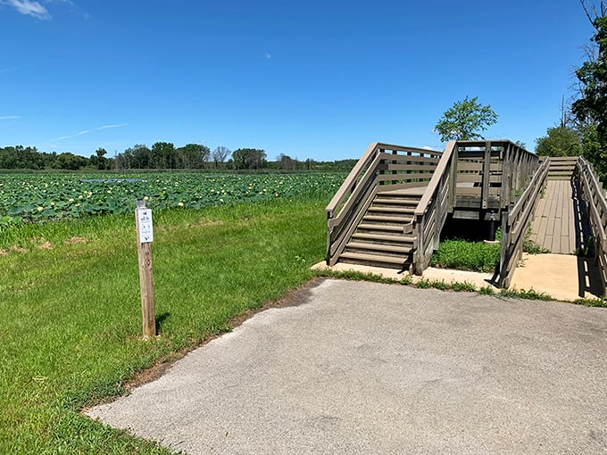 Nature's boardwalk invites exploration through lily pad fields that Monet would have happily painted for decades.