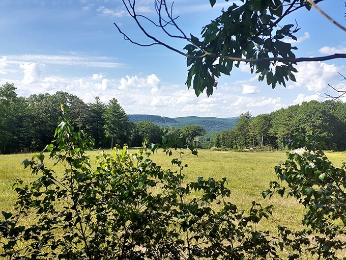 Montague State Forest spreads out with mountain views that don't require a sherpa or your cardiologist's permission to enjoy.