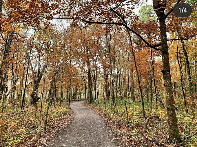 Nature trails ablaze with autumn colors prove Florida isn't just about palm trees and beaches &ndash; we've got seasons too, just subtler ones.