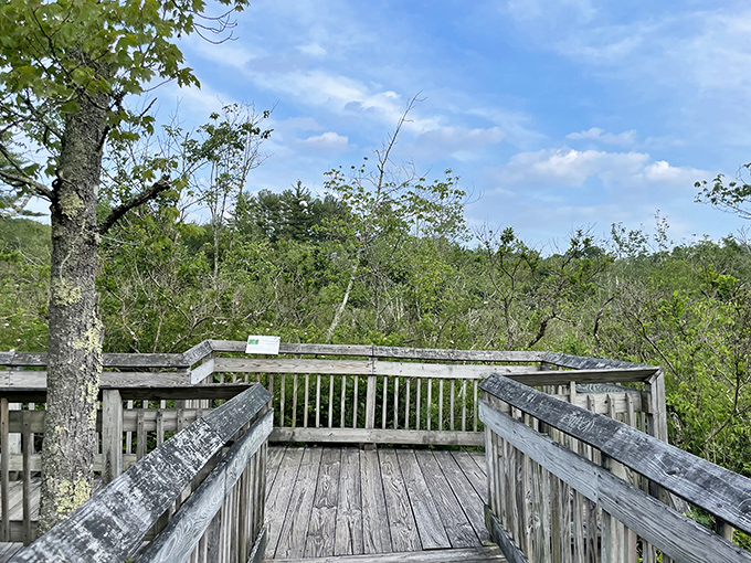 Nature's observation deck&mdash;where bird-watching meets contemplation. The wooden platform practically whispers, "Stay awhile and breathe."