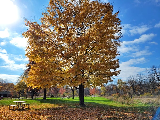 Autumn's golden throne room. This picnic area proves that Michigan's fall colors make even fast-food leftovers taste like five-star cuisine.