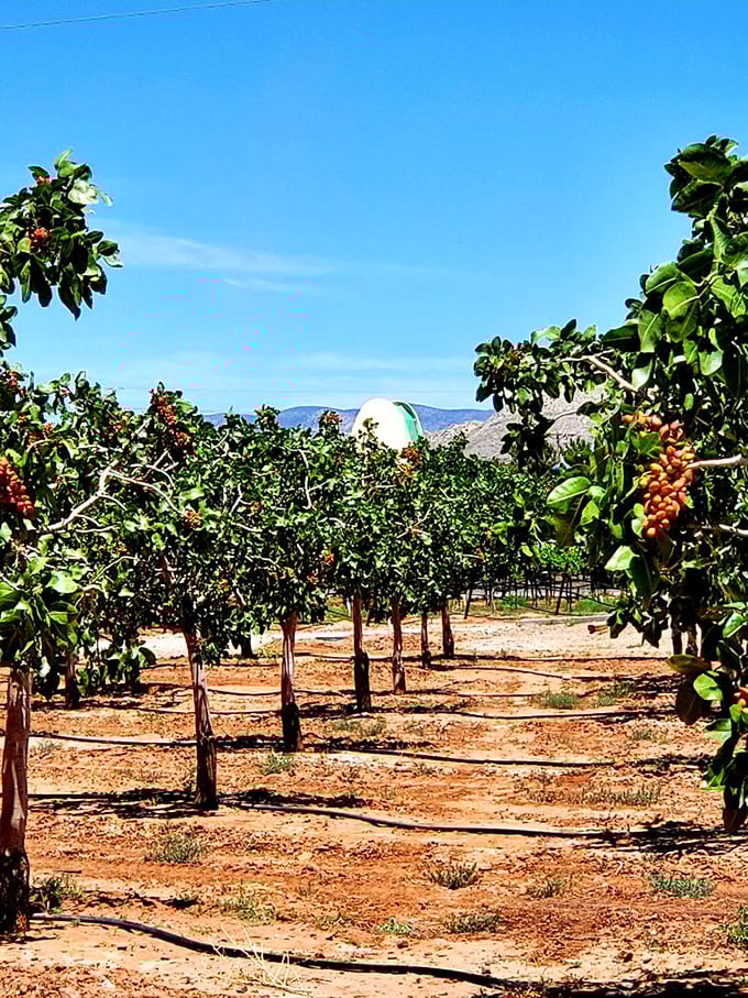 Rows of pistachio trees stretch toward the horizon, each one working diligently to produce the stars of this unusual desert show.