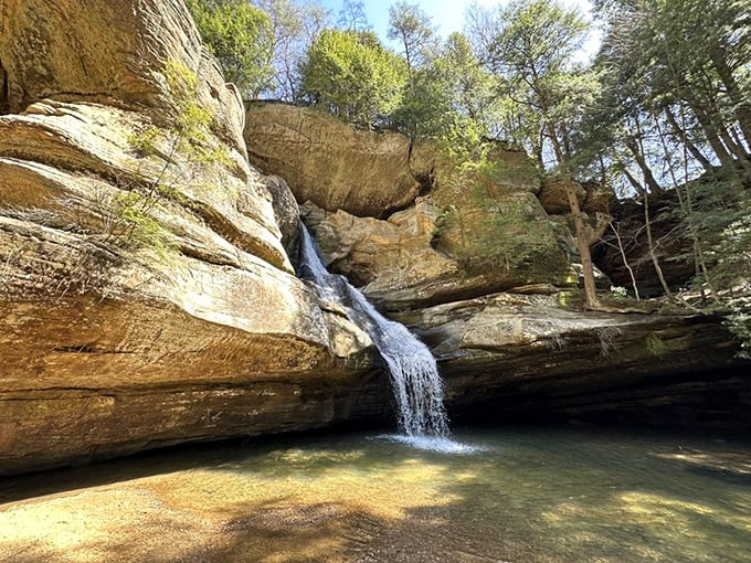 Golden hour transforms Cedar Falls into nature's spotlight. The sandstone glows like honey, making even amateur photographers look like National Geographic contributors.