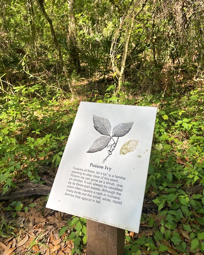 Nature's warning label: Poison Ivy 101. Three leaves? Let it be. Consider this Florida's version of defensive driving education.