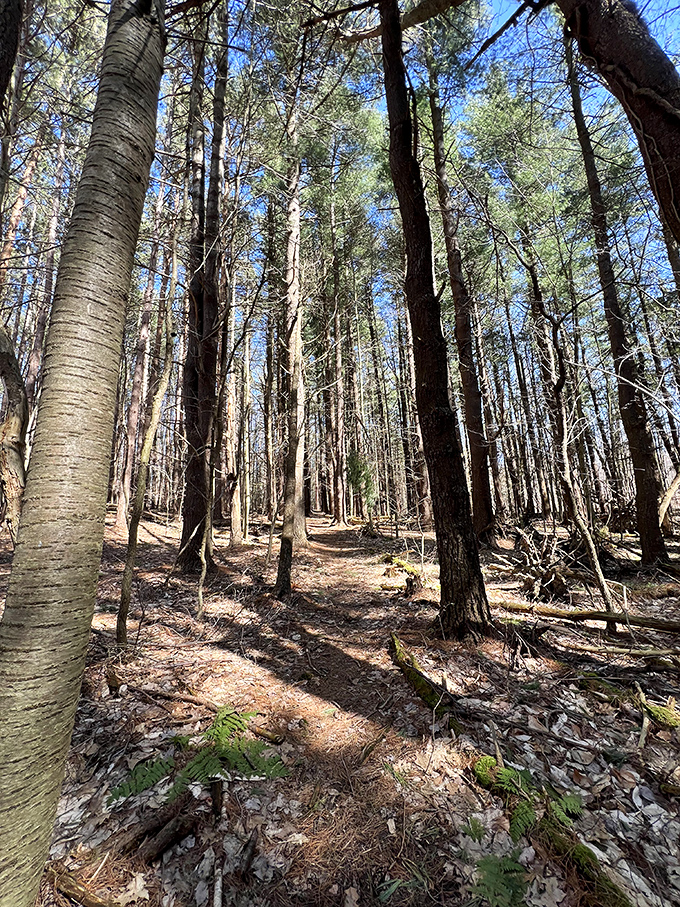 Woodland trails through Oswego's nature preserves invite wanderers to trade city noise for birdsong&mdash;nature's original podcast, no subscription required.