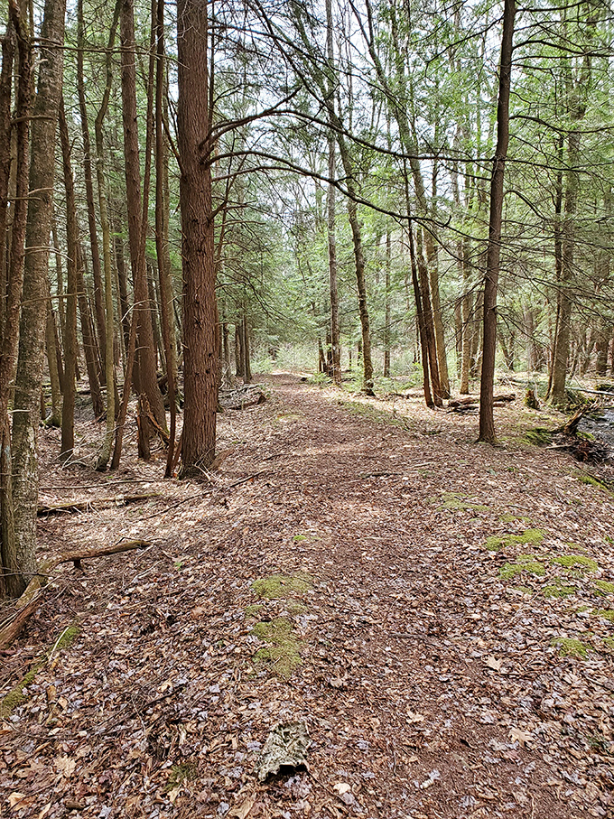 Forest trails that invite you to wander without needing fancy hiking gear or a social media strategy to justify the experience.