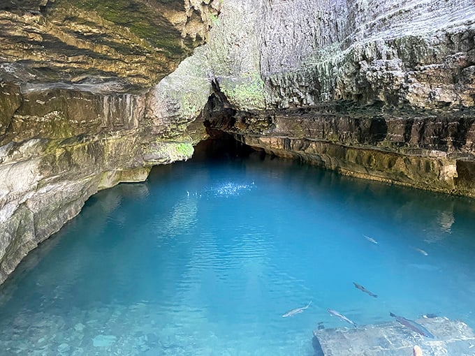 The legendary Roaring River Spring emerges from its limestone cave like nature's own infinity pool. That impossible blue? No filter needed.