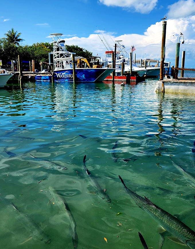 At Robbie's Marina, these silver torpedoes aren't shy about breakfast. The tarpon feeding frenzy is equal parts thrilling and terrifying!