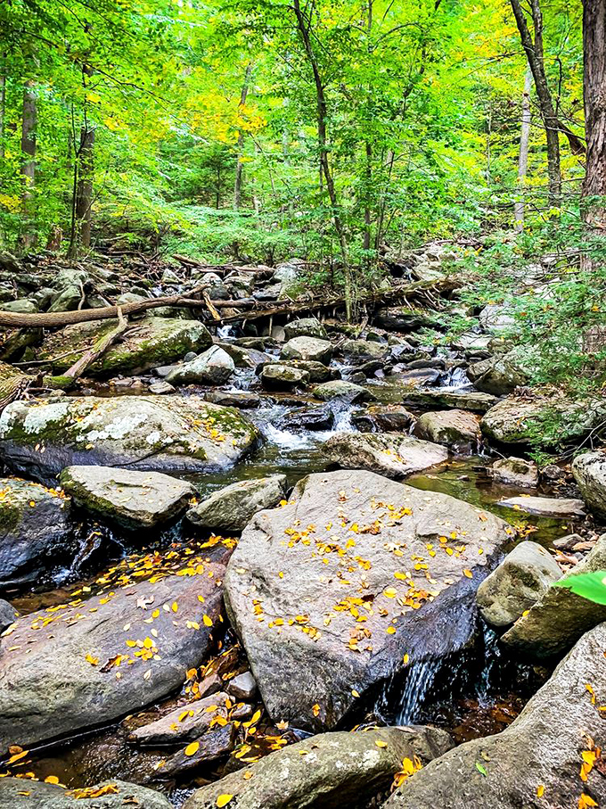 Nature's stepping stones: Fall leaves sprinkle these massive rocks like confetti, creating a mesmerizing pattern where water meets wilderness.