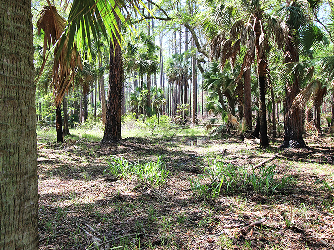 Florida's version of a cathedral&mdash;tall palms and pines creating natural columns while sunlight filters through like stained glass.
