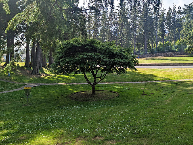 Sam Benn Park offers tranquil green space where towering evergreens stand sentinel over disc golf enthusiasts and picnickers.