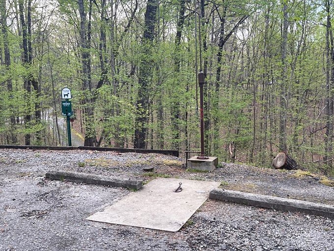 A quiet clearing where your thoughts can finally catch up with you. The forest's version of a meditation studio, minus the $20 class fee.