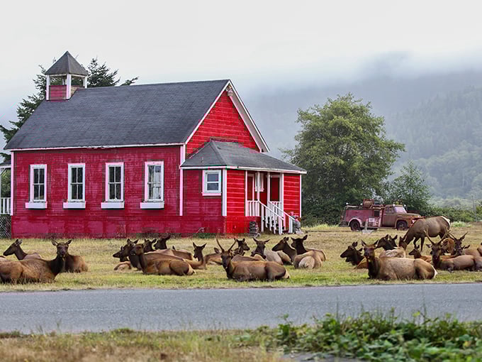 Where else but Northern California can you find a crimson schoolhouse with a herd of elk as its most attentive students?