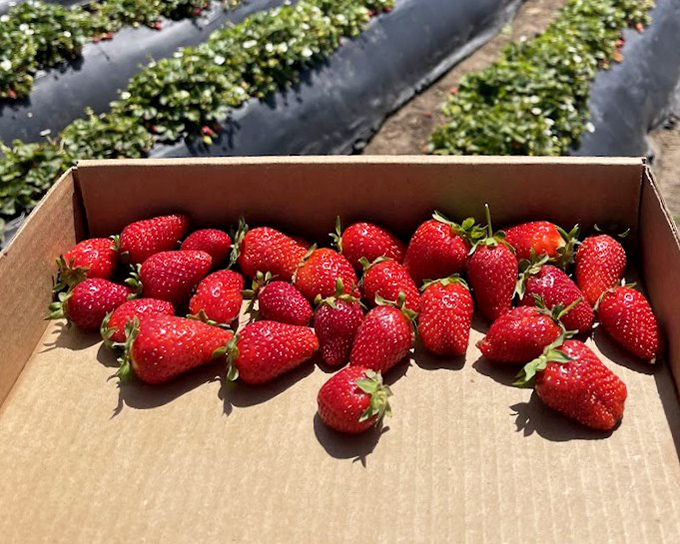 Ruby jewels nestled in humble cardboard&mdash;these aren't your supermarket's pale impostors but the real deal that makes your taste buds stand at attention.