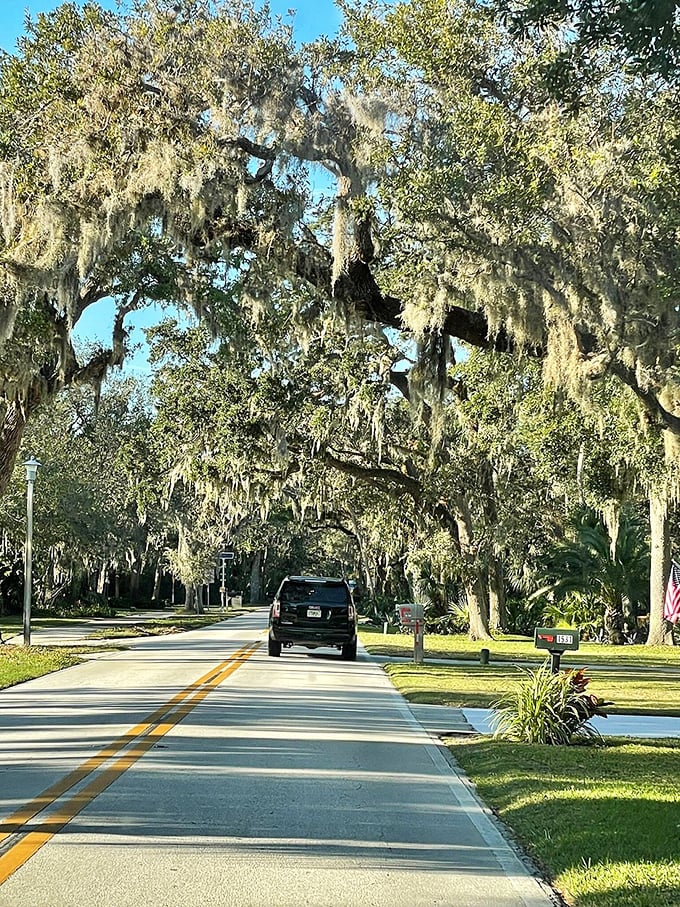 Driving beneath these magnificent oaks feels like time travel to Old Florida, before high-rises and highways claimed the coastline.