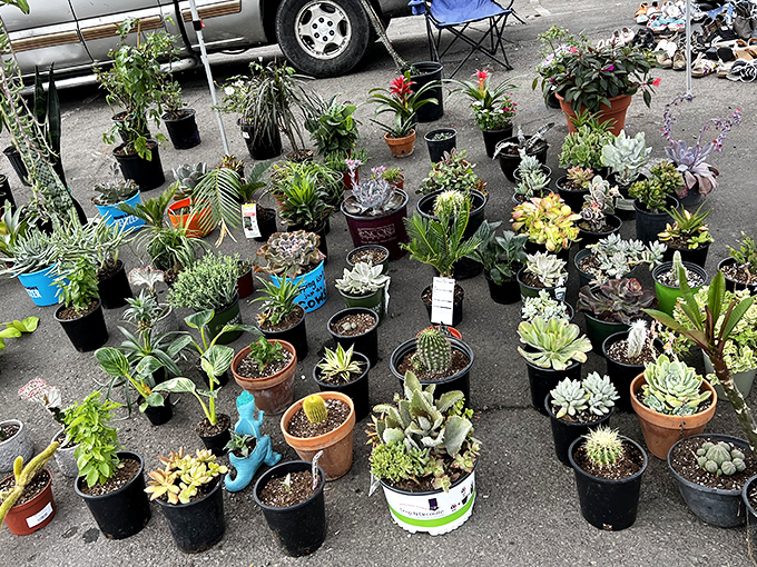 A succulent lover's dream garden. These drought-tolerant beauties offer California-friendly landscaping solutions while satisfying your plant addiction one pot at a time.