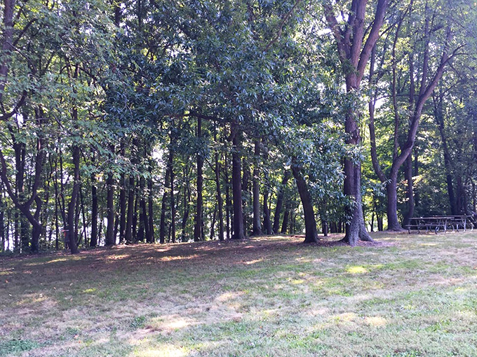 Woodland therapy session in progress. This sun-dappled forest clearing feels like stepping into a scene from where Thoreau might have vacationed.