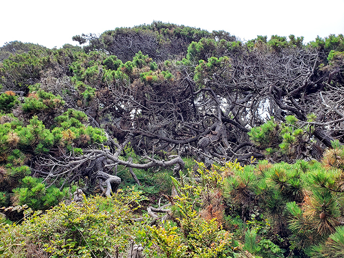 Nature's bonsai garden gone wild. Salt Point's wind-sculpted trees have more character lines than a Hollywood veteran&mdash;and equally compelling stories.