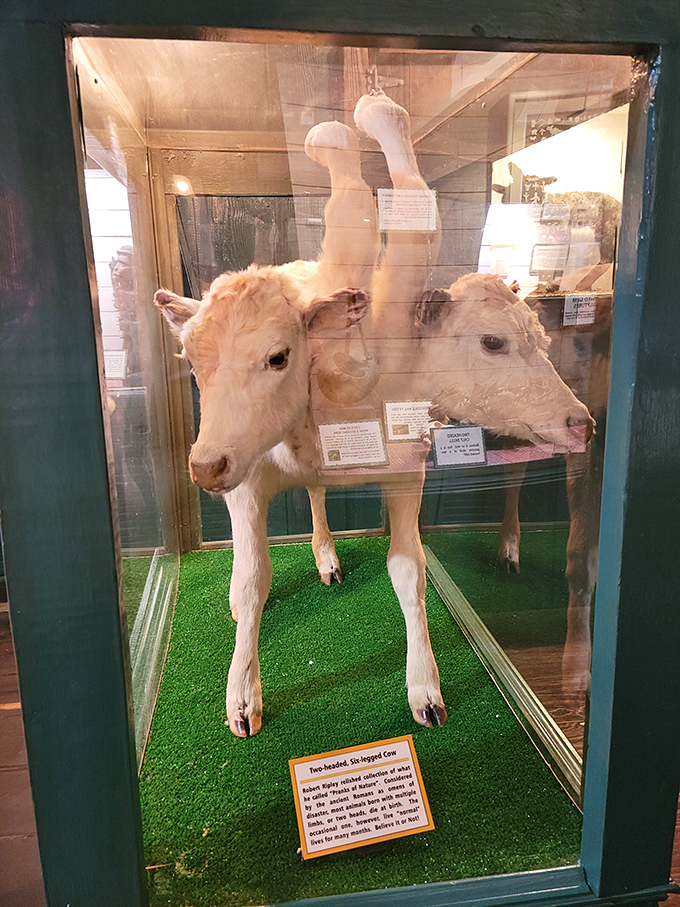 Nature's rare anomalies preserved for posterity. This two-headed calf reminds us that sometimes Mother Nature likes to experiment with her blueprint.