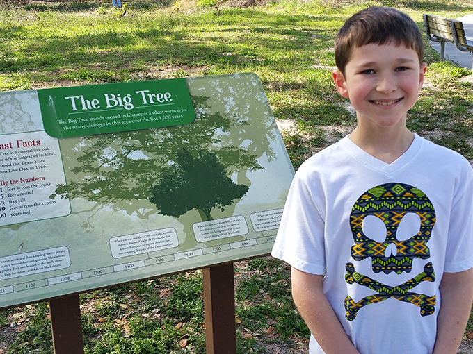 The informational display at the Big Tree offers fascinating context about this natural wonder, putting into perspective just how many human lifetimes this magnificent oak has witnessed.
