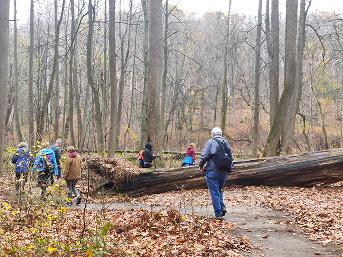 Fall hikers navigate a forest obstacle course of fallen trees. Nature's version of "the floor is lava" keeps the woodland wandering interesting.
