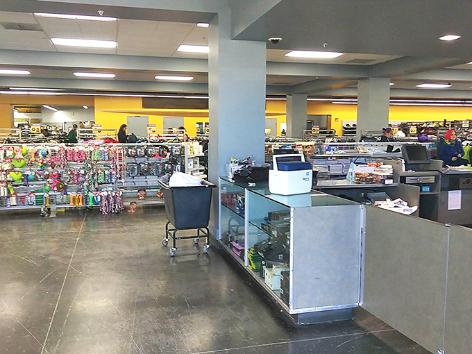 The thrifter's equivalent of Willy Wonka's factory. A wonderland where practical necessities sit alongside whimsical curiosities, all waiting for their second act.