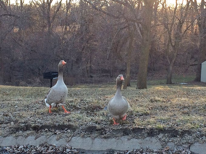 The park's unofficial welcoming committee waddles along the shoreline, proving geese have mastered the art of unhurried living.