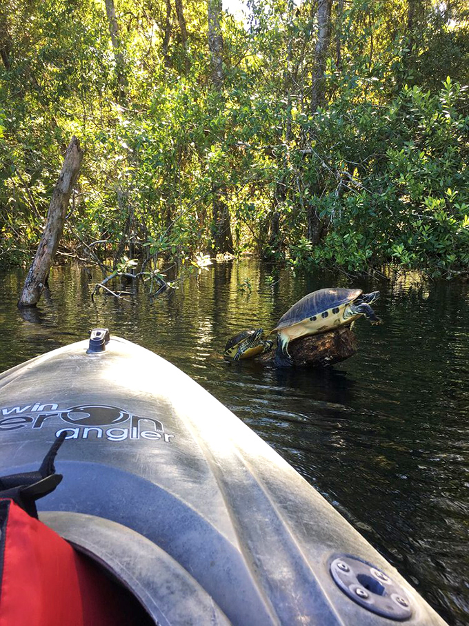 Paddle up to wildlife encounters that make you feel like you've stumbled into National Geographic &ndash; this turtle clearly knows he's the star attraction.