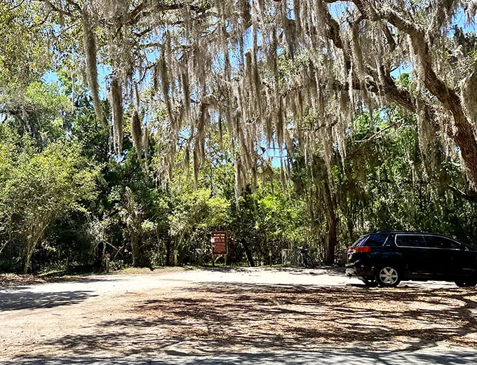 Spanish moss drapes from live oaks like nature's own theater curtains, creating dappled shade perfect for a midday escape from Florida's enthusiastic sun.